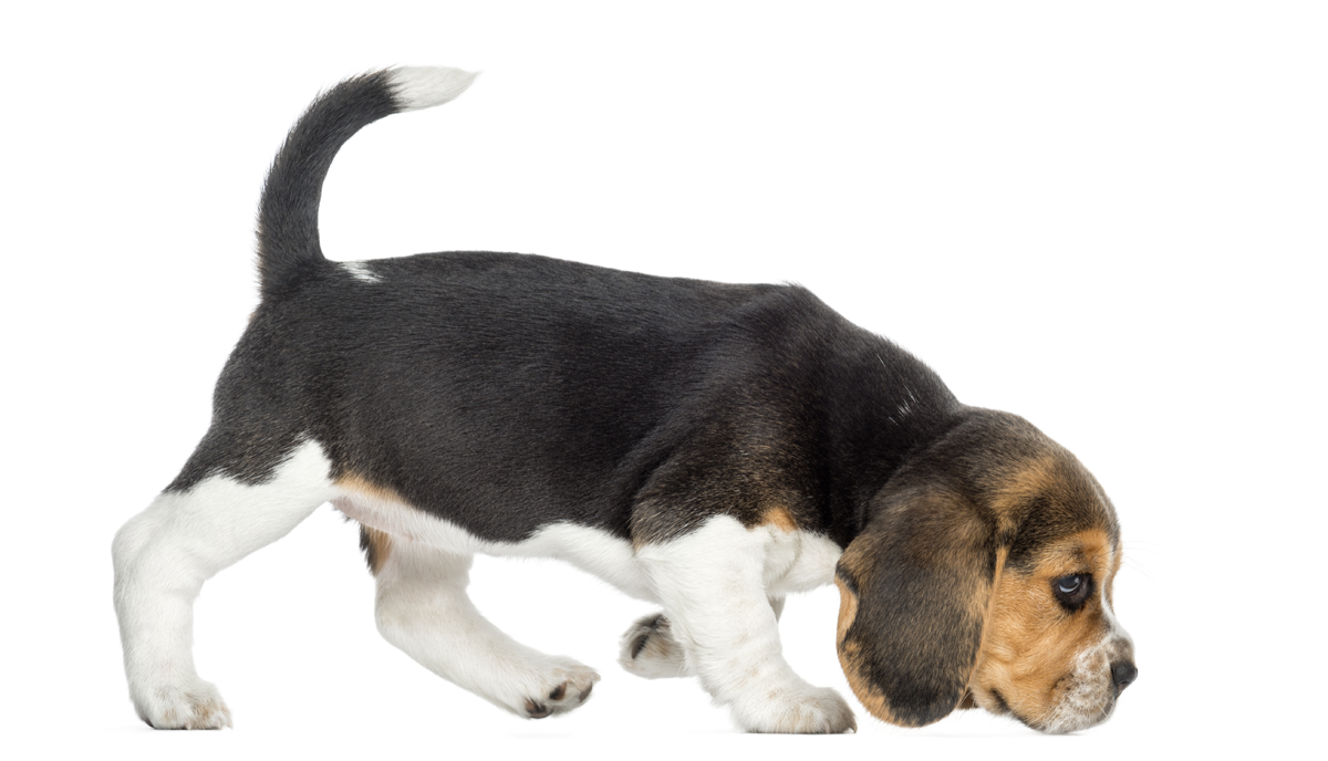 Tracking – Paws Plus Training
